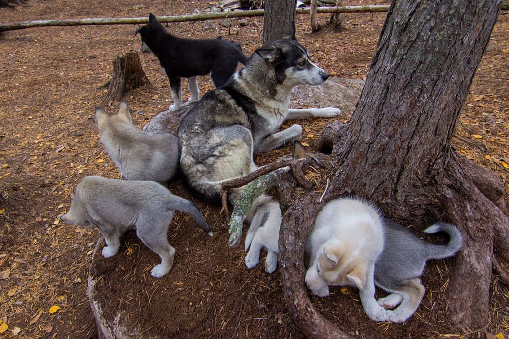 Meet our Huskies, Siberian Husky • Jokkmokkguiderna